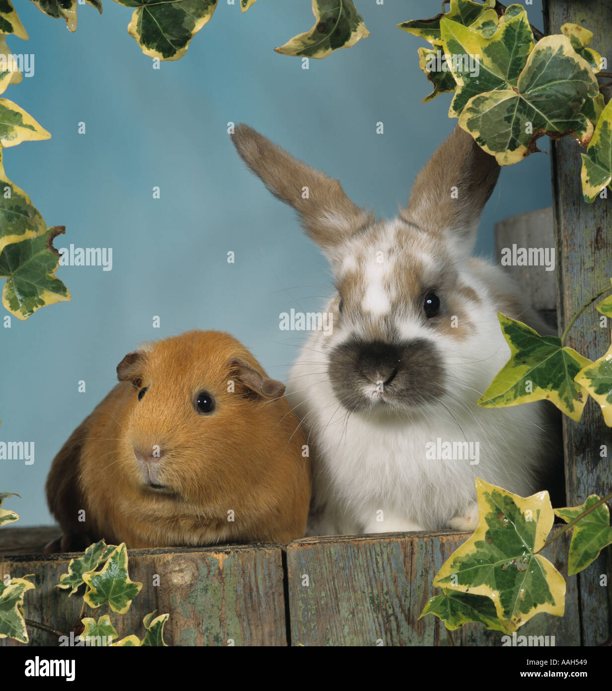 Pet Guinea pig and rabbit looking from hutch entrance Stock Photo - Alamy