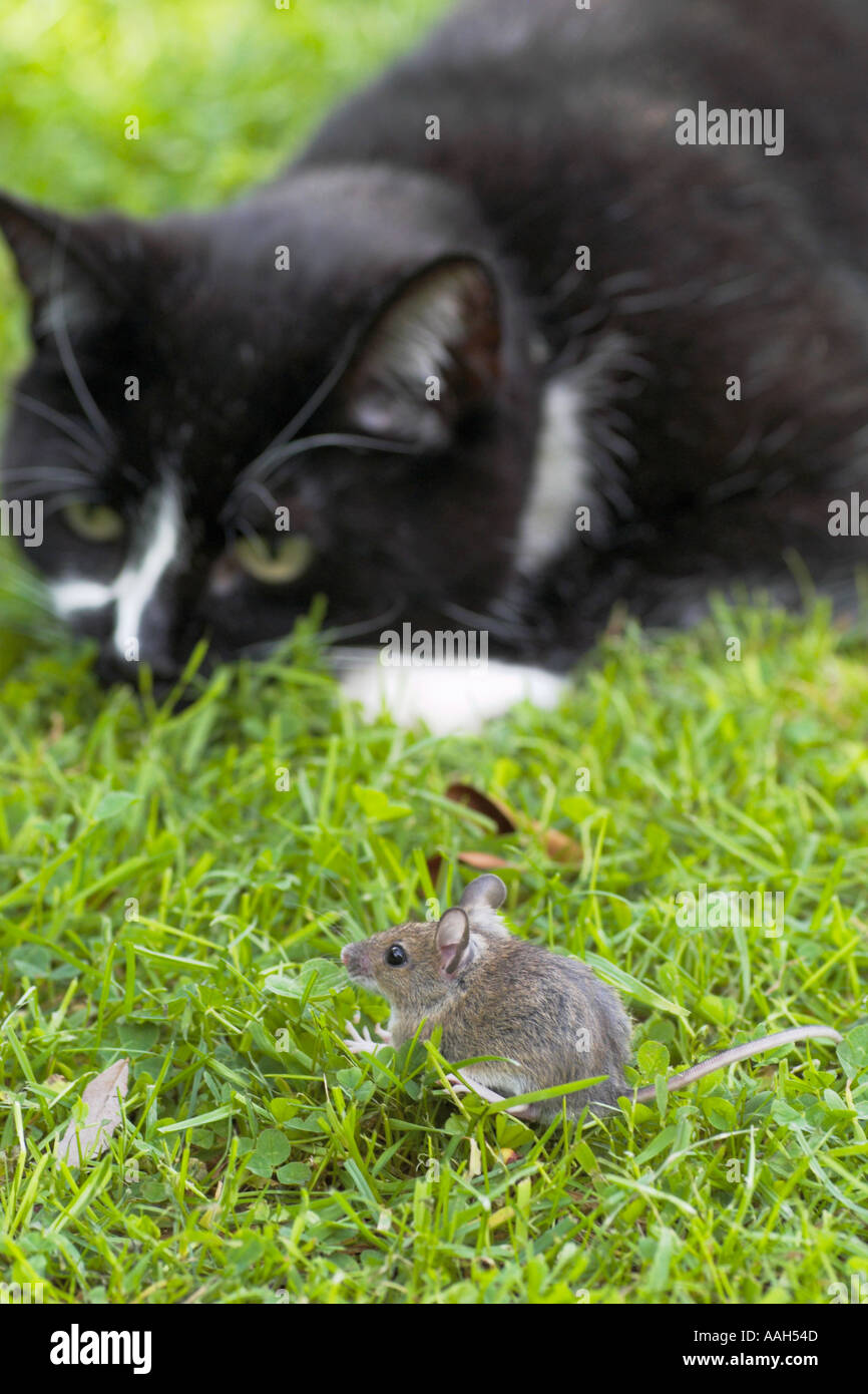 Cat and mouse Stock Photo - Alamy
