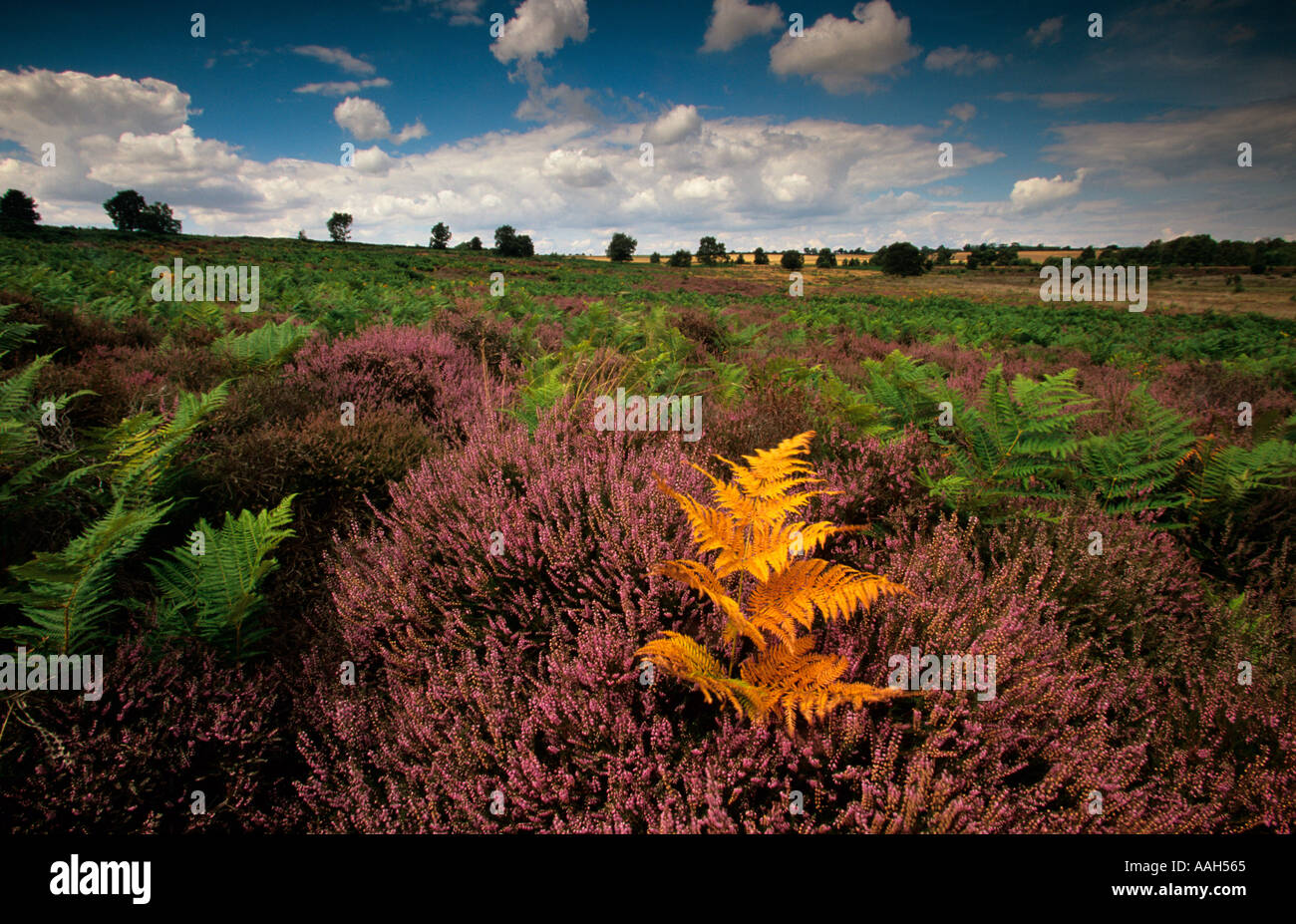 Roydon Common August Norfolk UK Stock Photo - Alamy