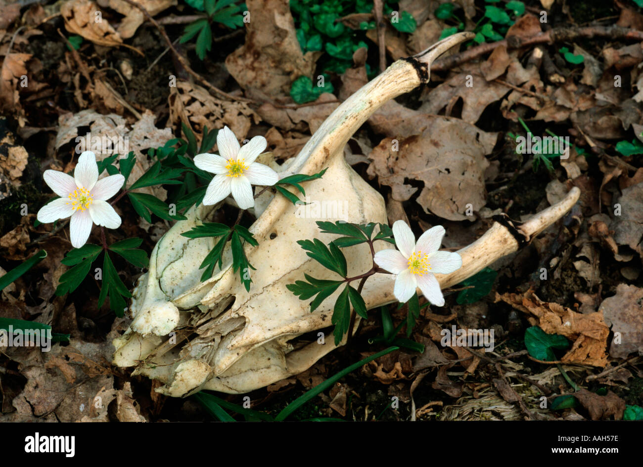 Wood Anemones Anemone nemorosa and Muntjac deer skull Stock Photo - Alamy