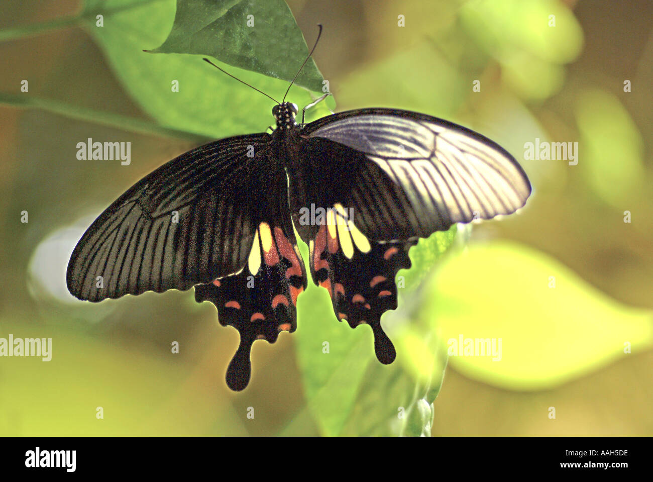 Pachliopta Aristolochiae Butterfly Common Rose Swallowtail Stock Photo ...