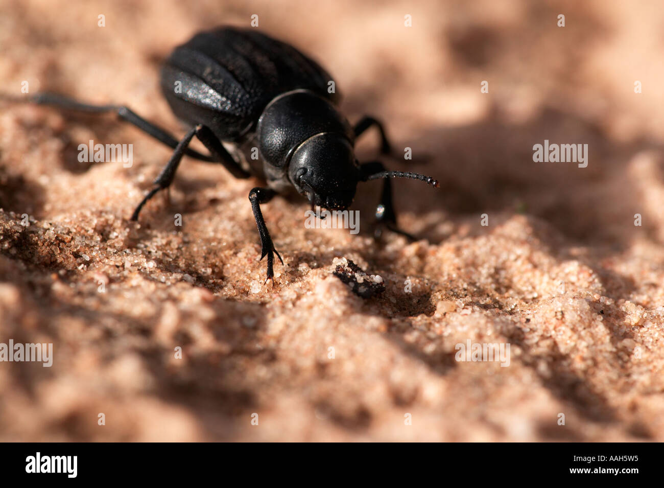 Black ground beetle from Carabidae family walking on sand, Doñana NP ...