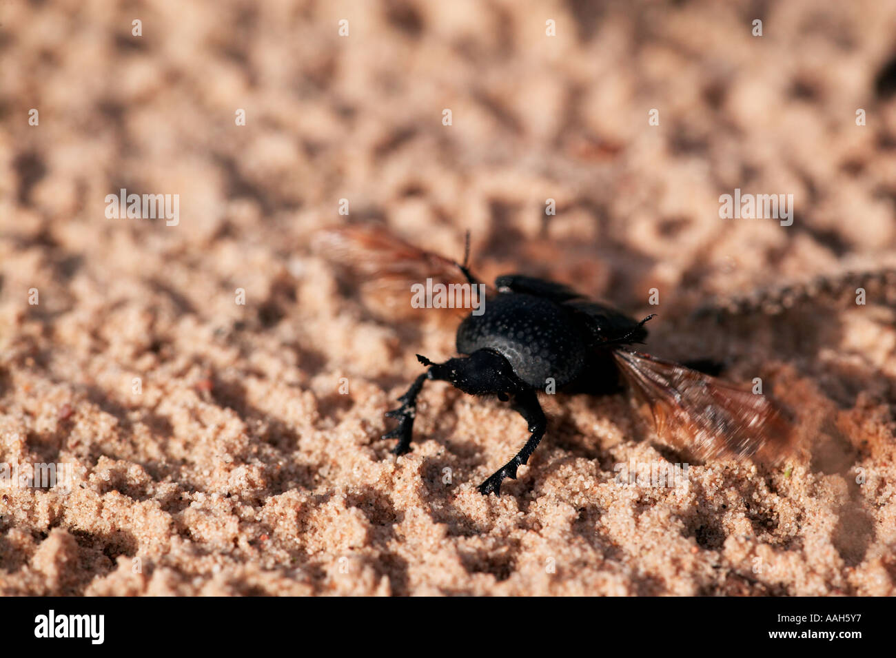 Black ground beetle from Carabidae family feeding on other insect's ...