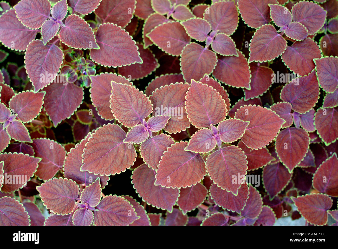 Decorative ground cover hi-res stock photography and images - Alamy