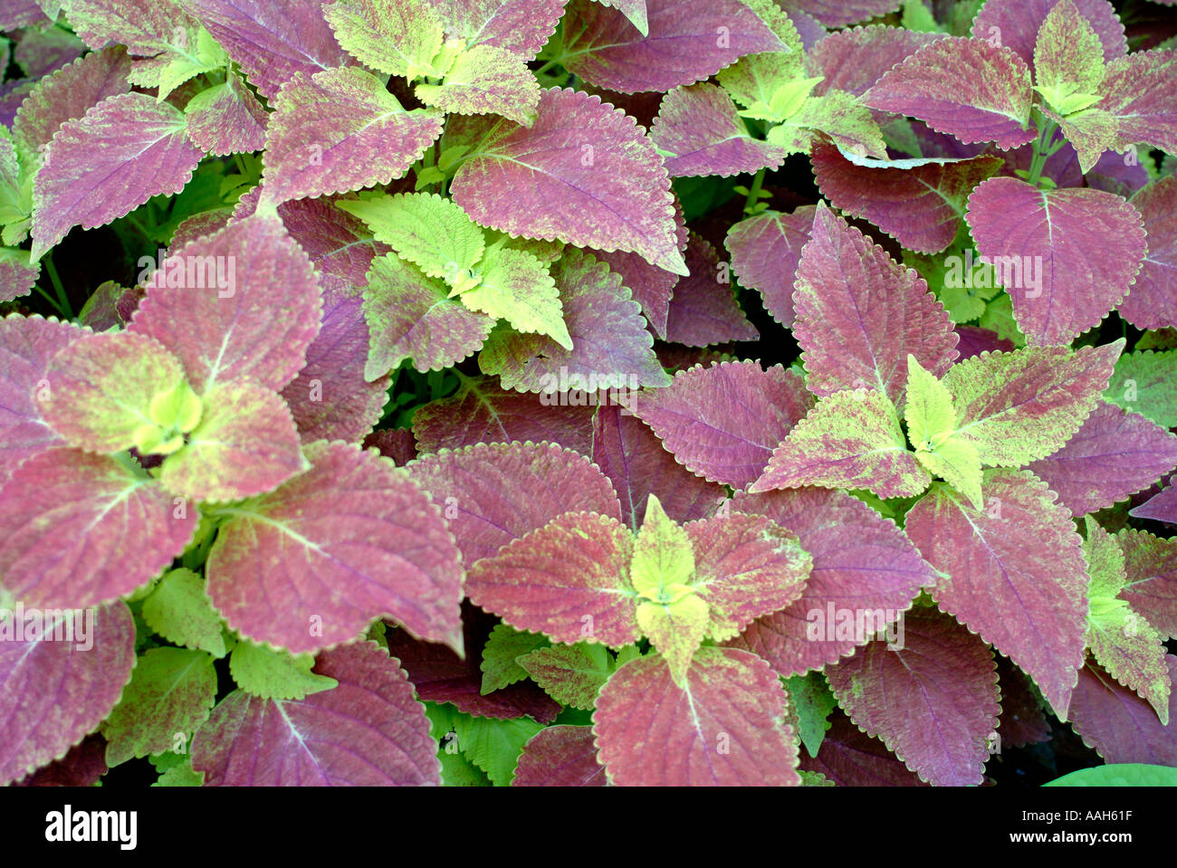 Decorative ground cover hi-res stock photography and images - Alamy