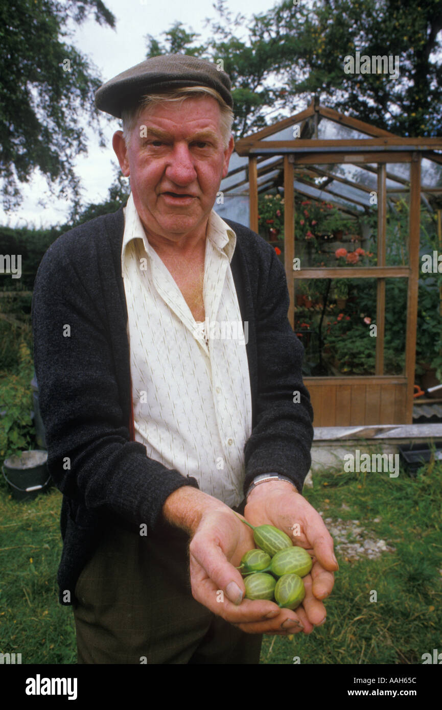 Gooseberry Show Egton High Resolution Stock Photography and Images - Alamy