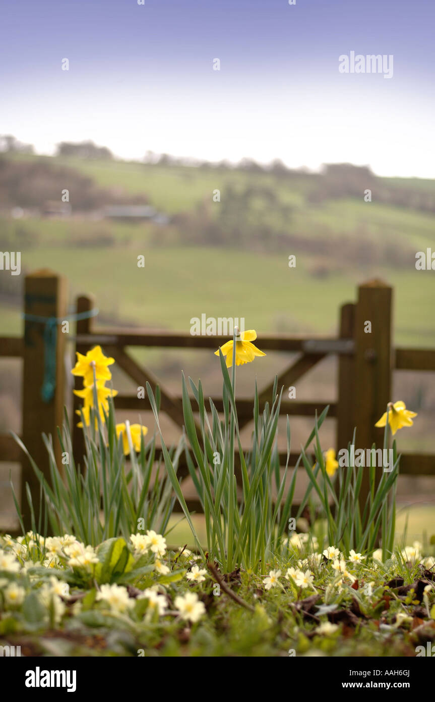 SPRING DAFFODILS AND PRIMROSES NEAR A FOOTPATH GATE UK Stock Photo - Alamy