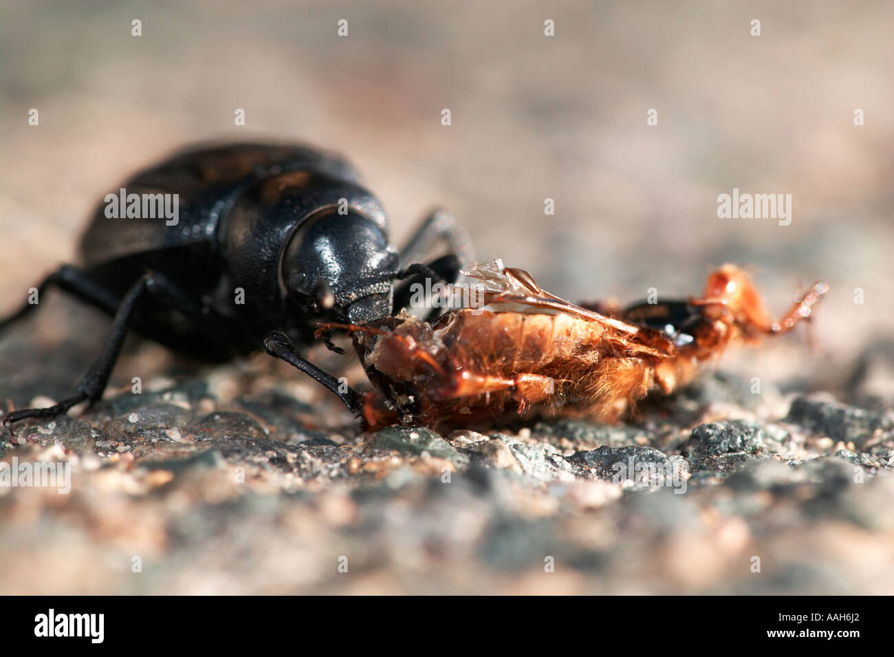 Black ground beetle from Carabidae family feeding on other insect's ...