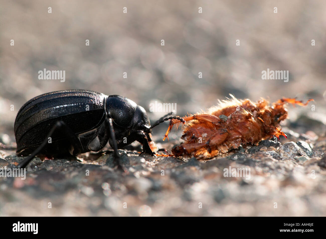 Black ground beetle from Carabidae family feeding on other insect's ...