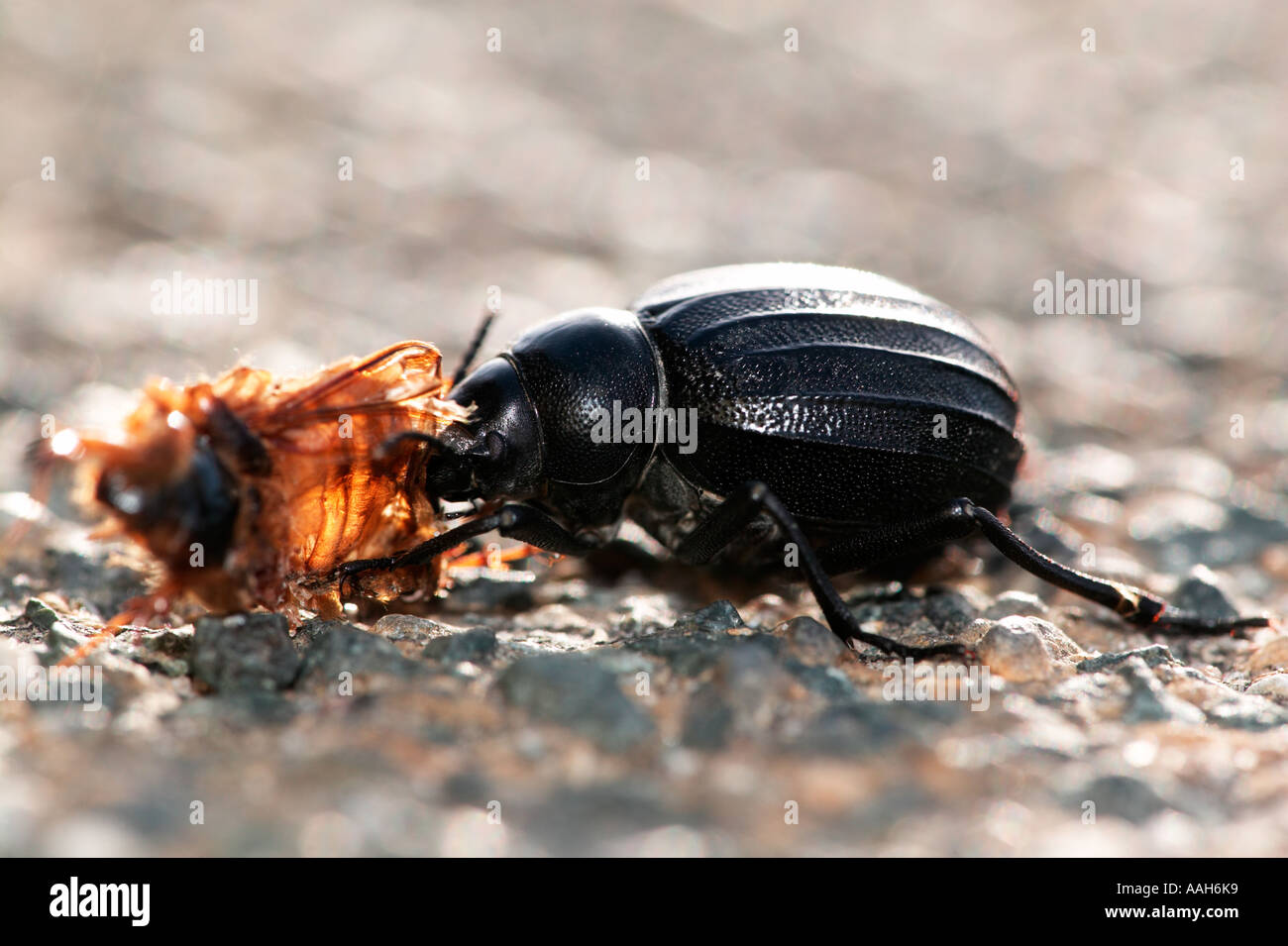 Black ground beetle from Carabidae family feeding on other insect's ...