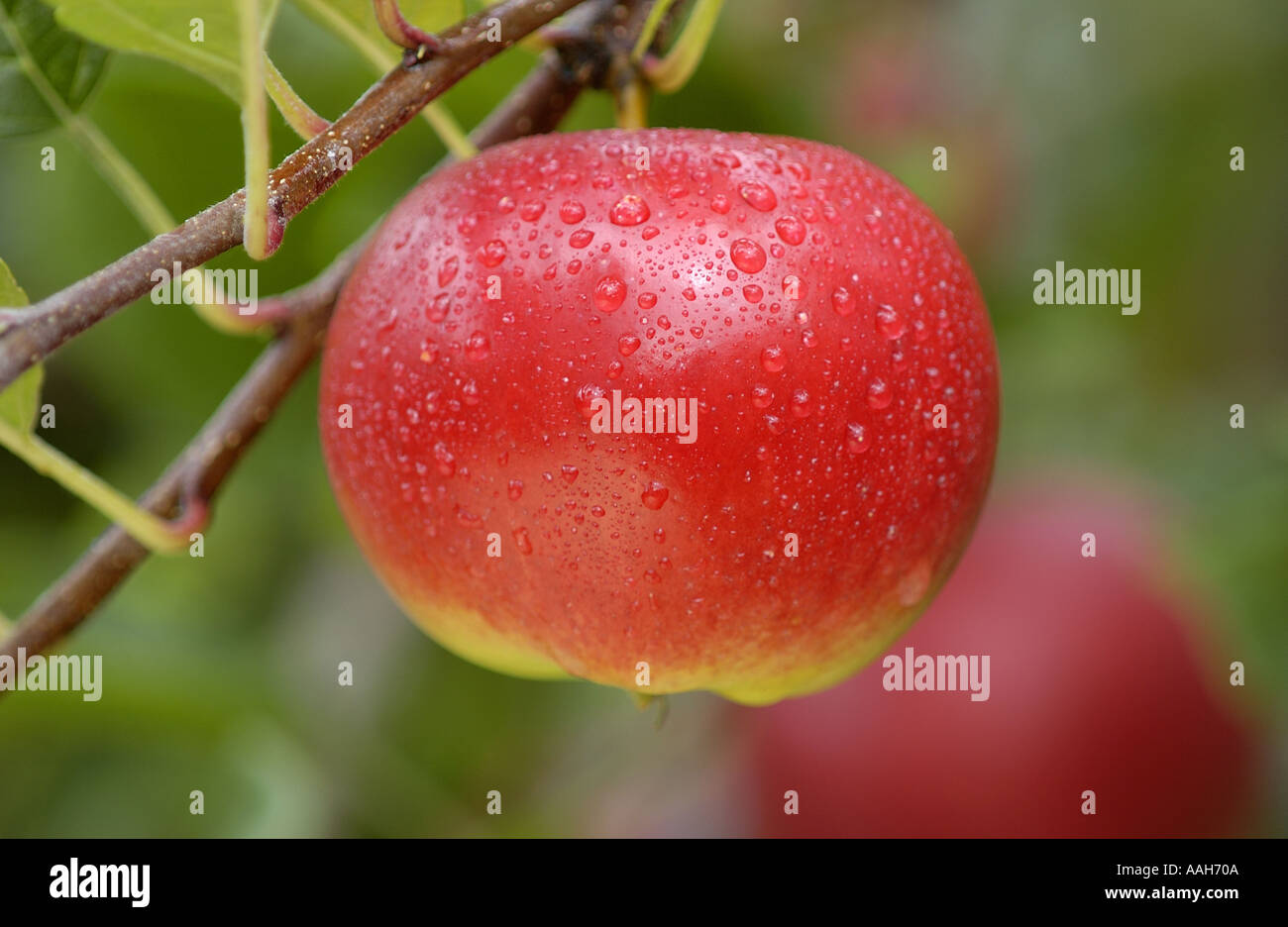 Red Devil Apple Stock Photos & Red Devil Apple Stock Images - Alamy