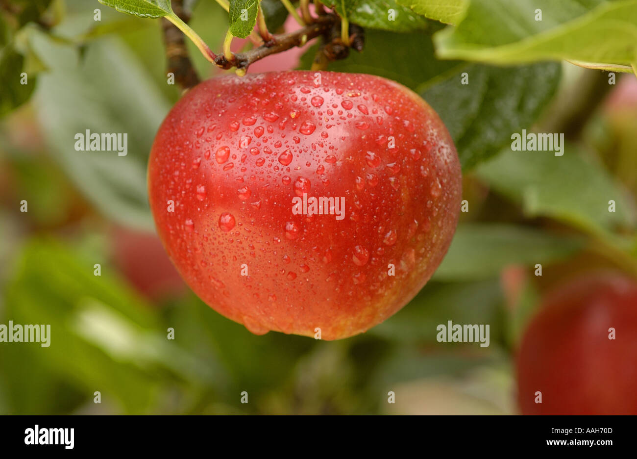 Red apple ' Falstaff ' after a shower of rain Stock Photo - Alamy