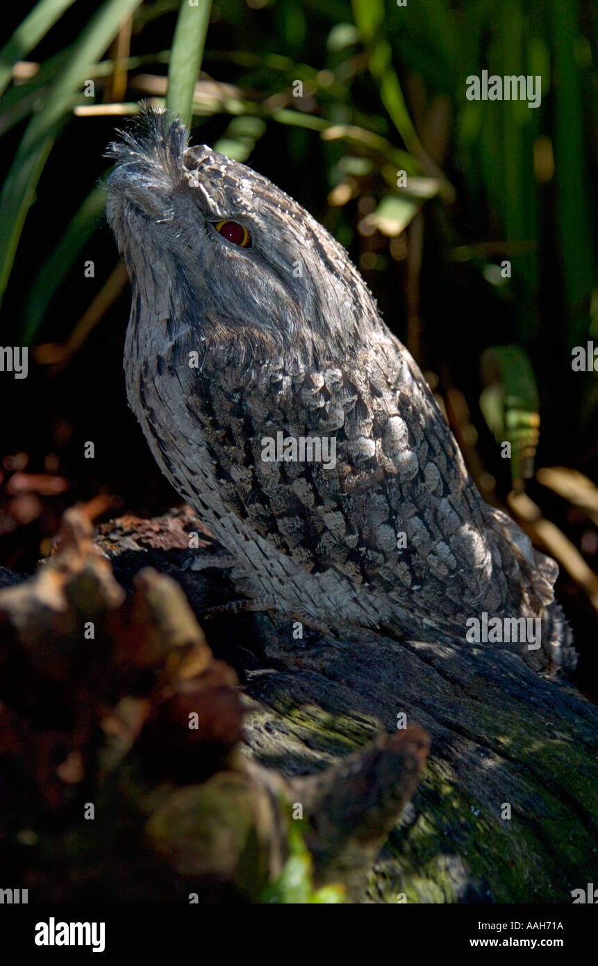 Tawny Frogmouth Podargus strigoides Stock Photo - Alamy
