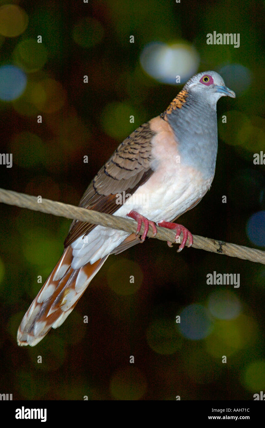 Bar shouldered Dove Geopelia humeralis Stock Photo - Alamy