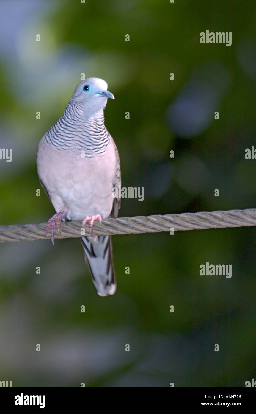 Peaceful dove geopelia striata hi-res stock photography and images - Alamy