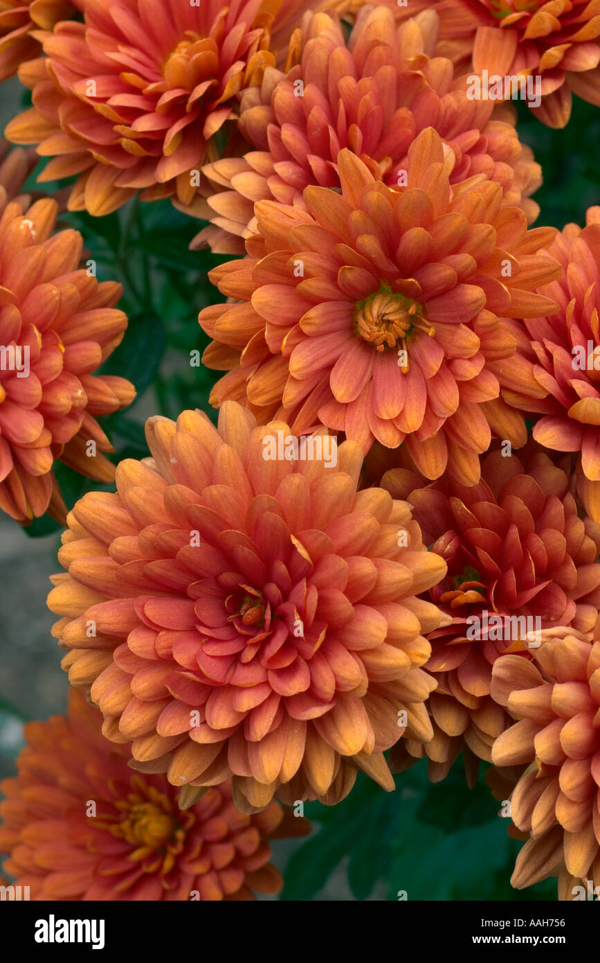 Chrysanthemum Bold Gretchen Stock Photo - Alamy