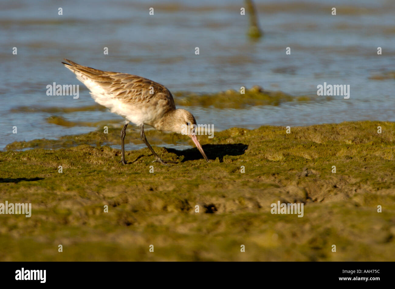 Bar tailed Godwit Limosa lapponica Stock Photo - Alamy