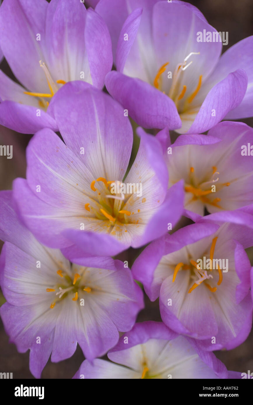 Colchicum speciosum Huxley Stock Photo - Alamy