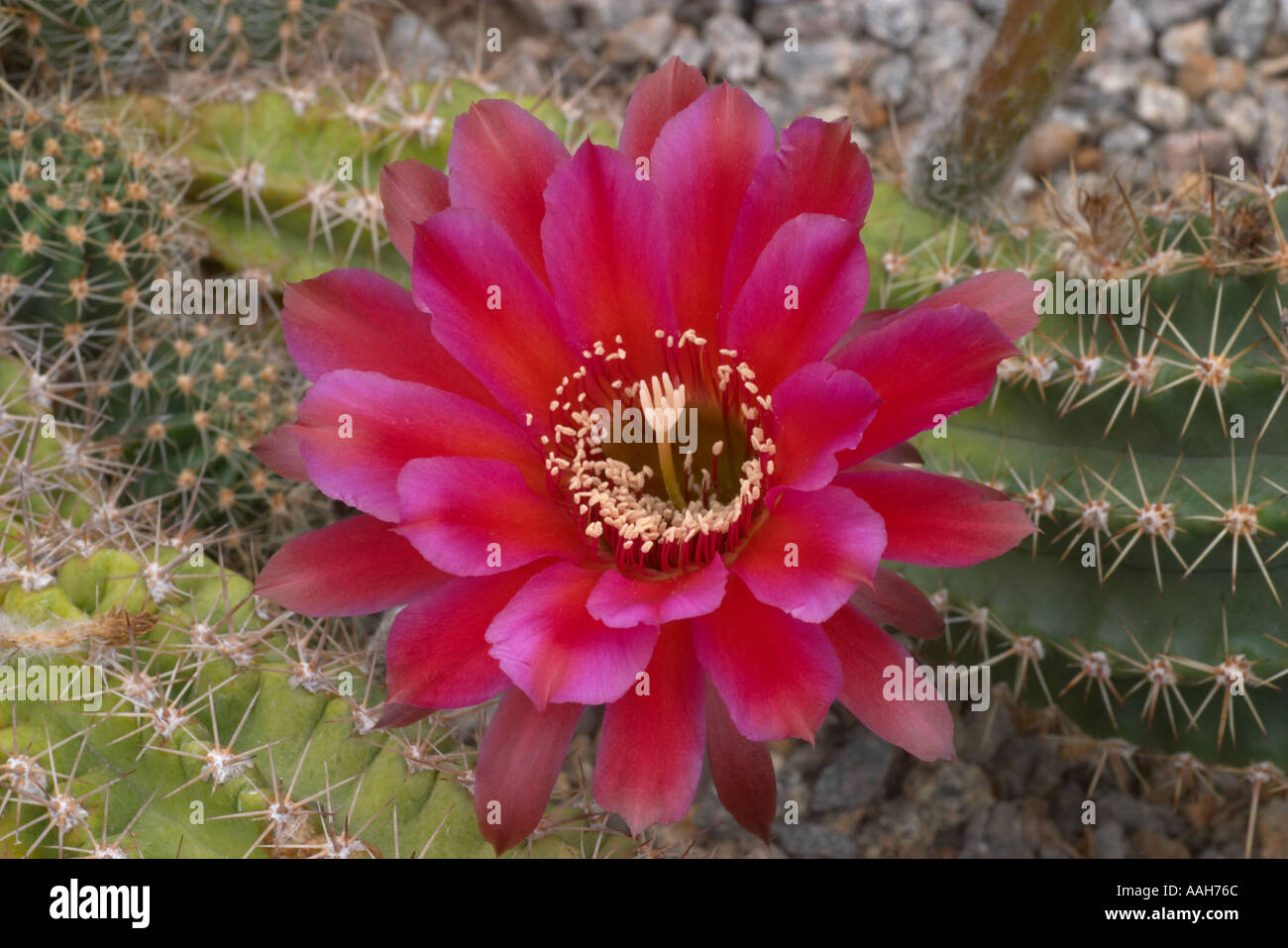 Hot pink cactus flower hi-res stock photography and images - Alamy