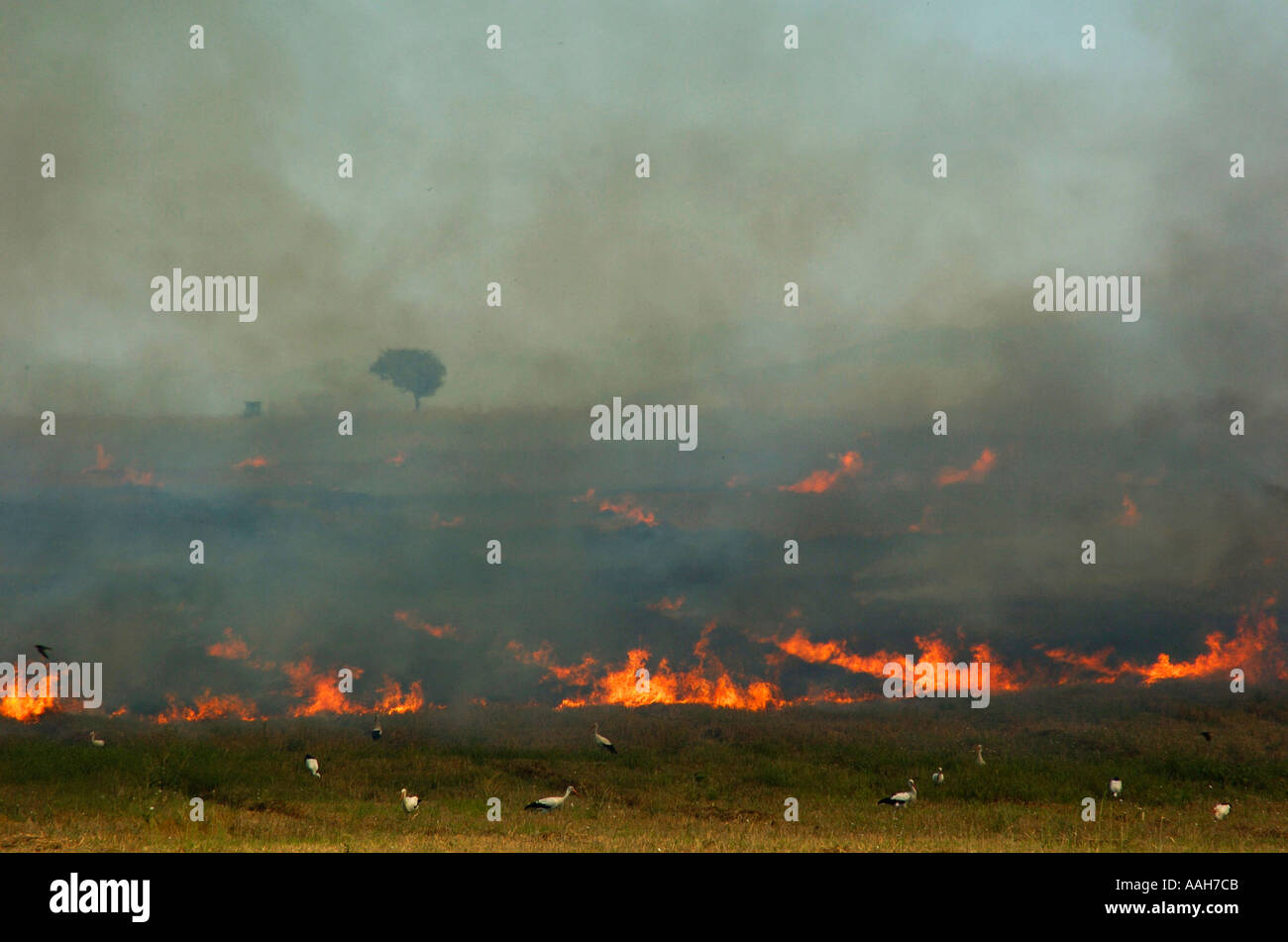 plain fire Bulgaria Stock Photo - Alamy