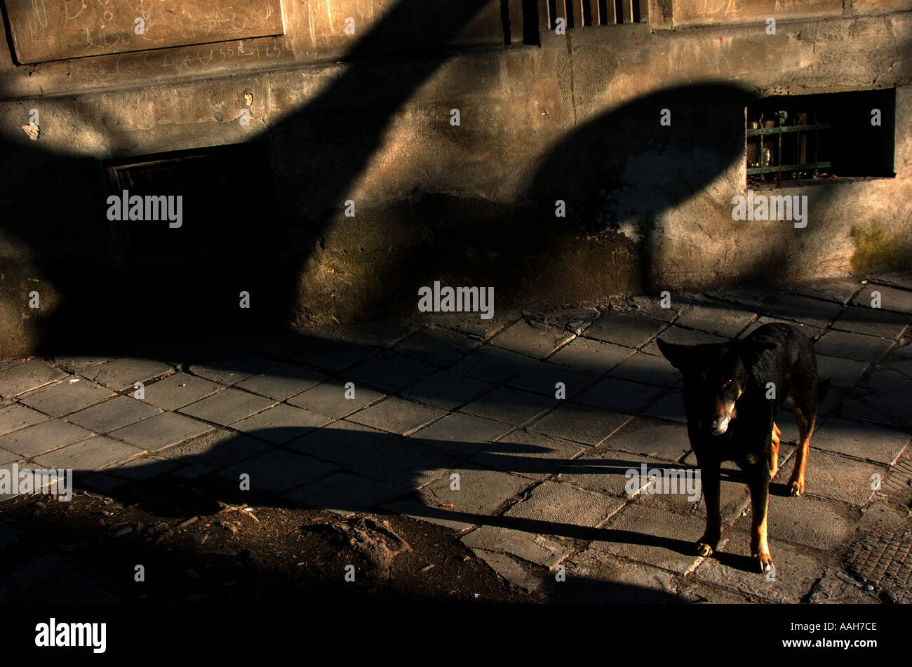Abstracted dog hi-res stock photography and images - Alamy