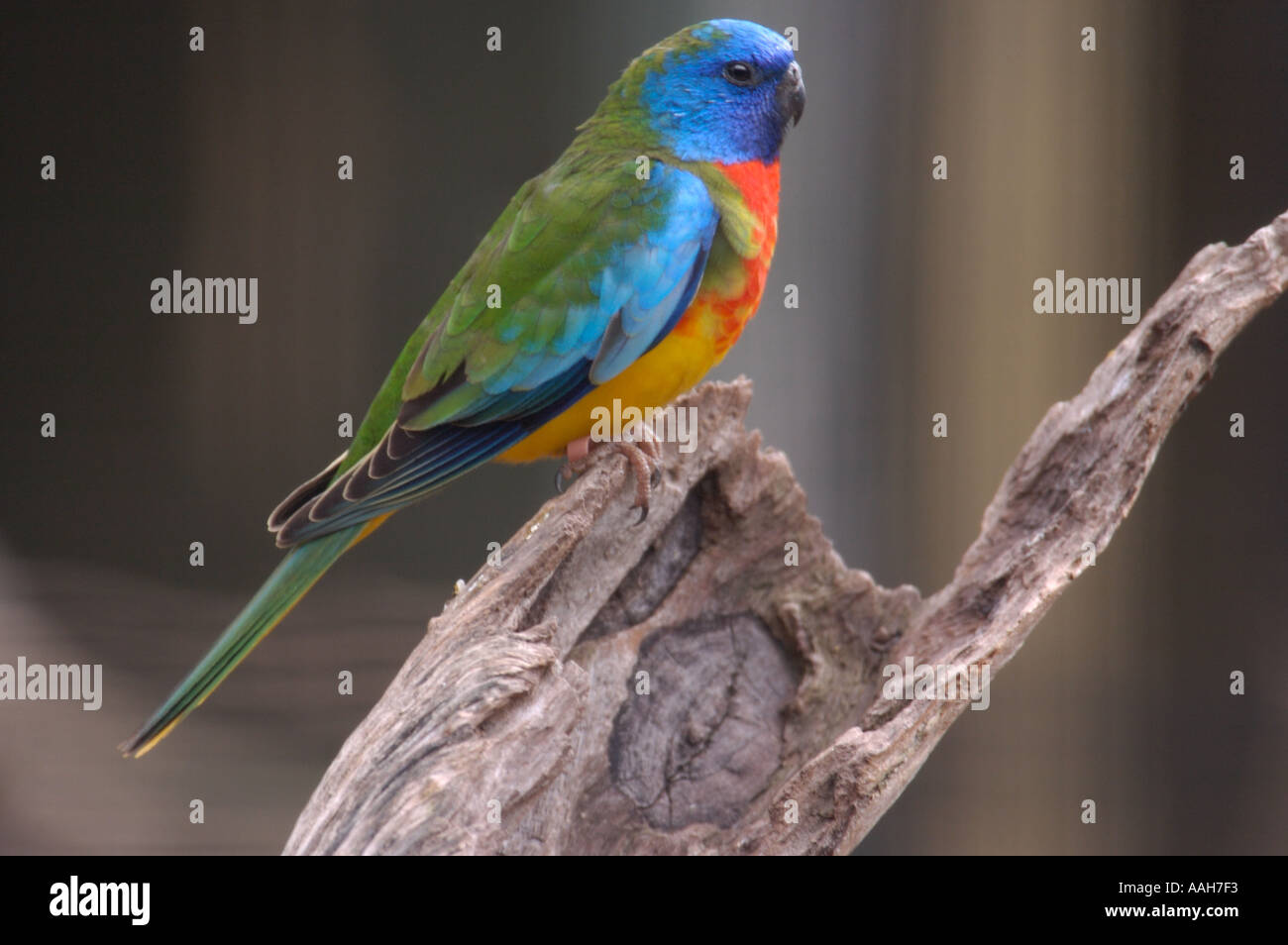 Scarlet chested parrot Neophema splendida Stock Photo - Alamy