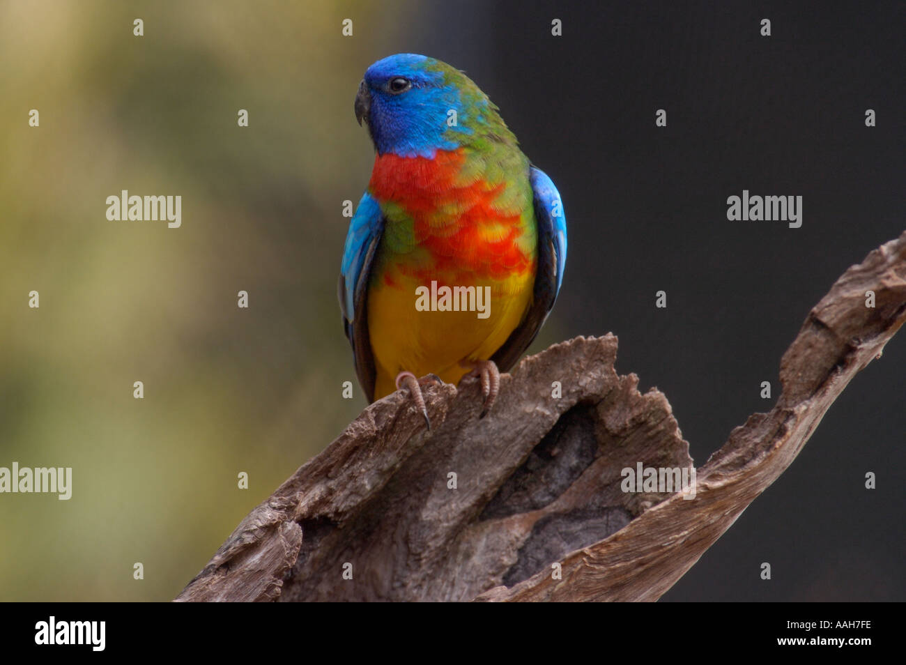 Scarlet chested parrot Neophema splendida Stock Photo - Alamy