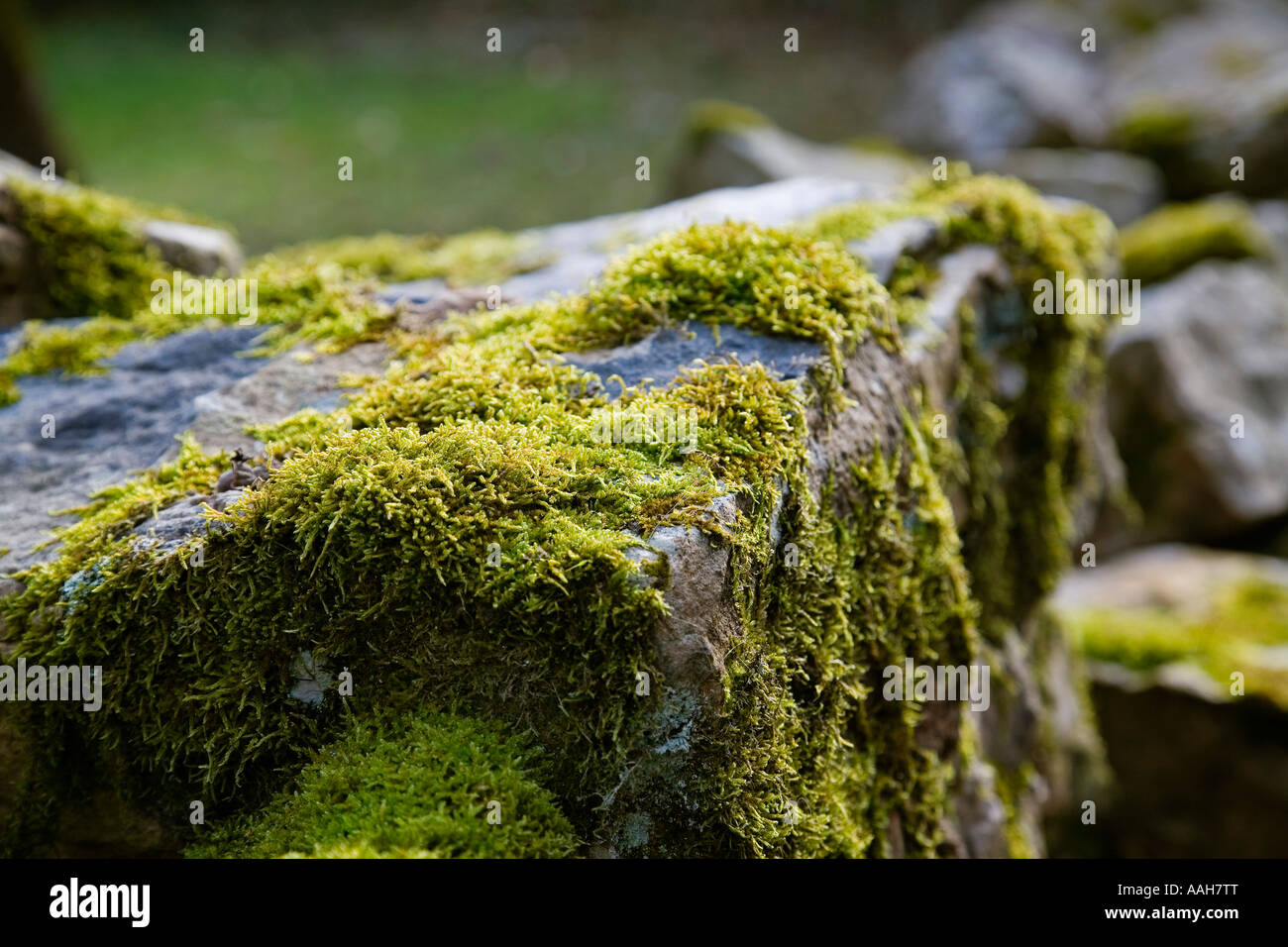 stone with moss Stock Photo - Alamy