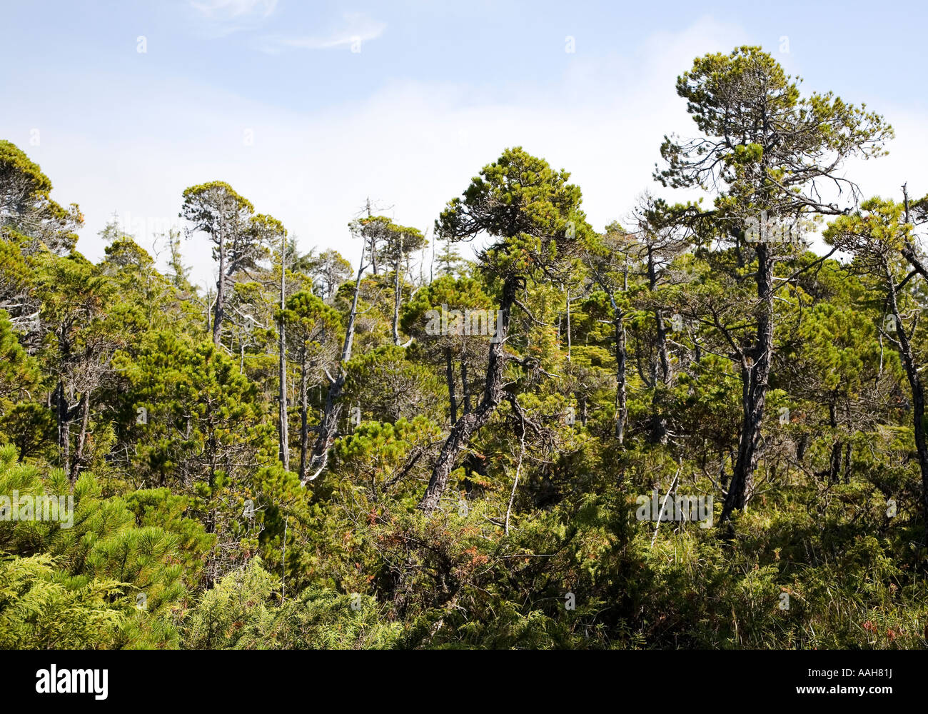 Tree trees pinus contorta forest bc hi-res stock photography and images ...