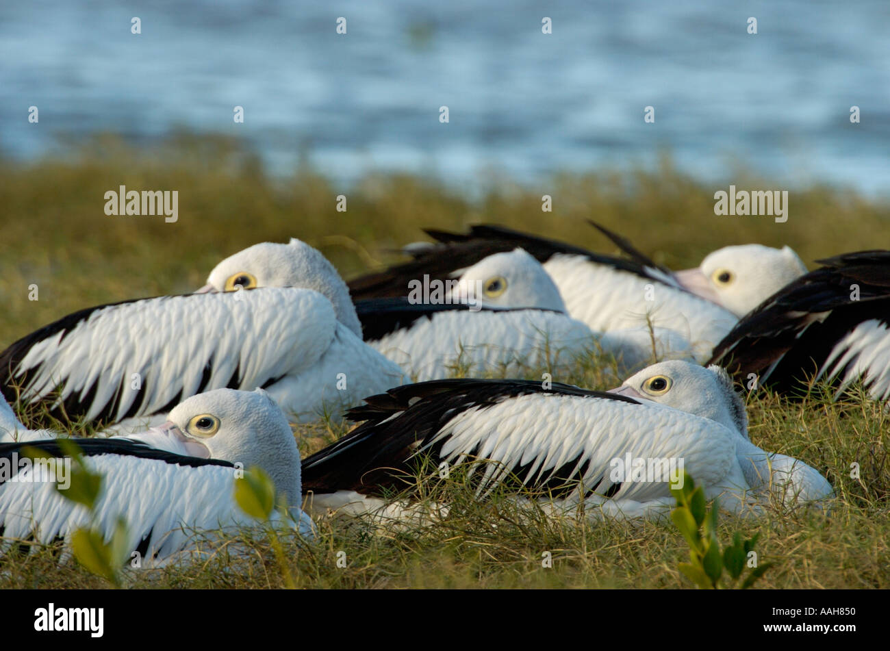 Australian pelican sleeping hi-res stock photography and images - Alamy