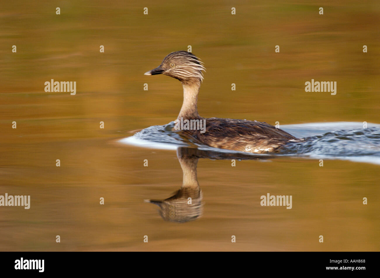 Hoary headed grebe Polyocephalus polyocephalus Stock Photo - Alamy