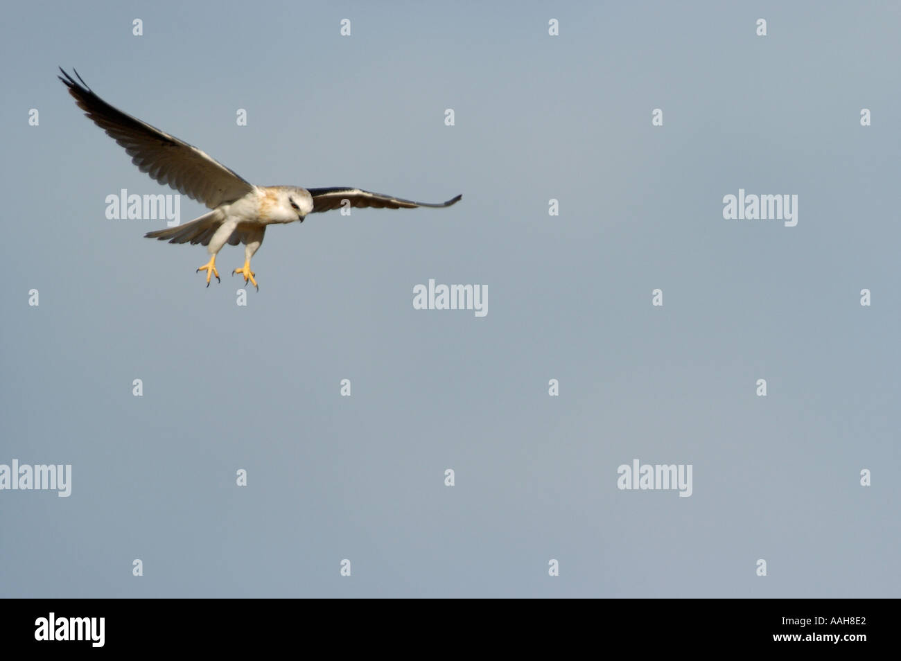 Black shouldered Kite Elanus axillaris Stock Photo - Alamy