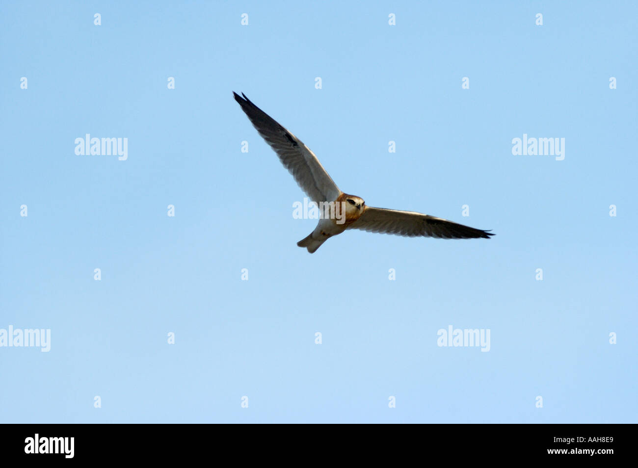 Black shouldered Kite Elanus axillaris Stock Photo - Alamy