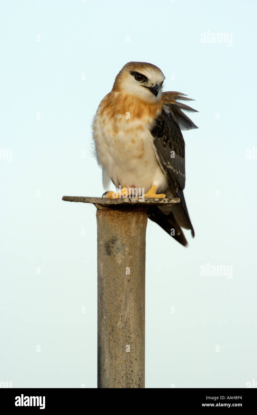 Black shouldered Kite Juvinile Elanus axillaris Stock Photo - Alamy