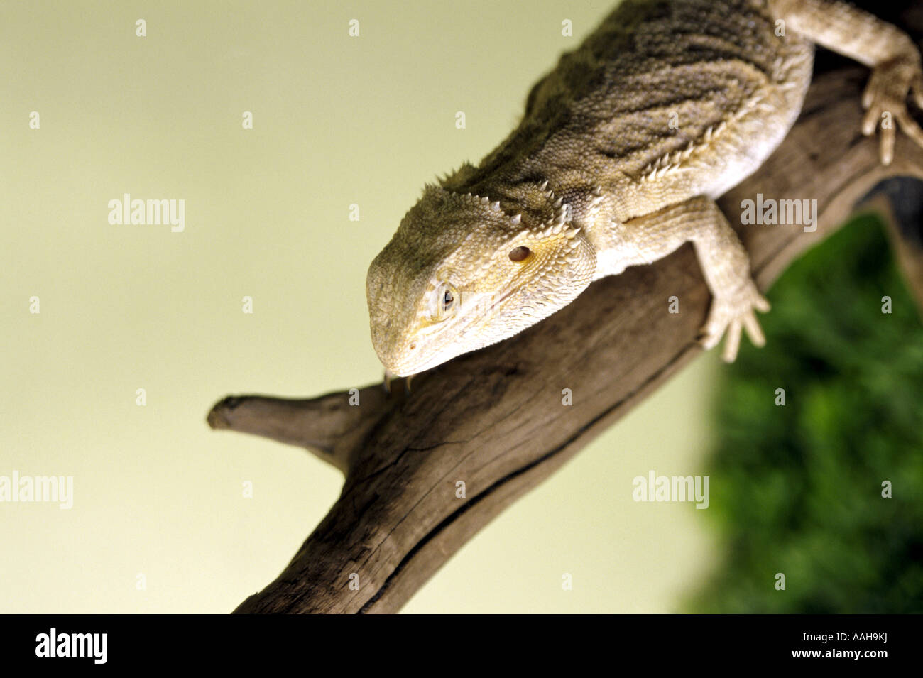 Bearded snake hi-res stock photography and images - Alamy