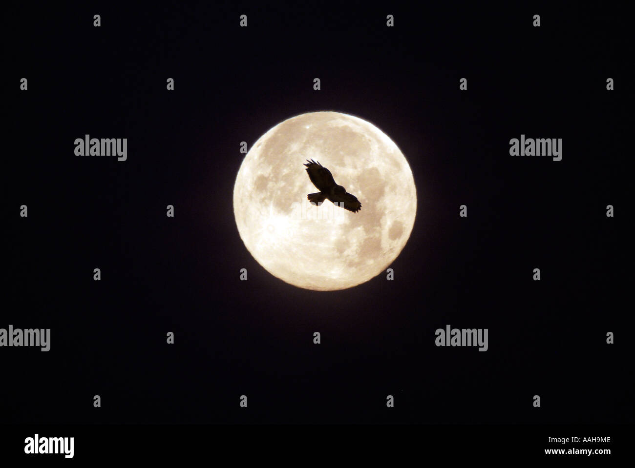 bird of prey silhouetted in full moon Stock Photo - Alamy