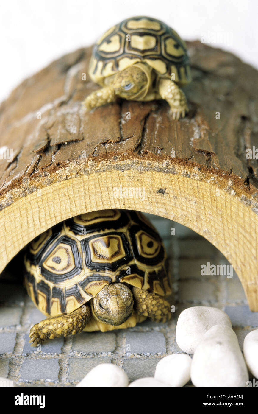 Pebble turtle hi-res stock photography and images - Alamy