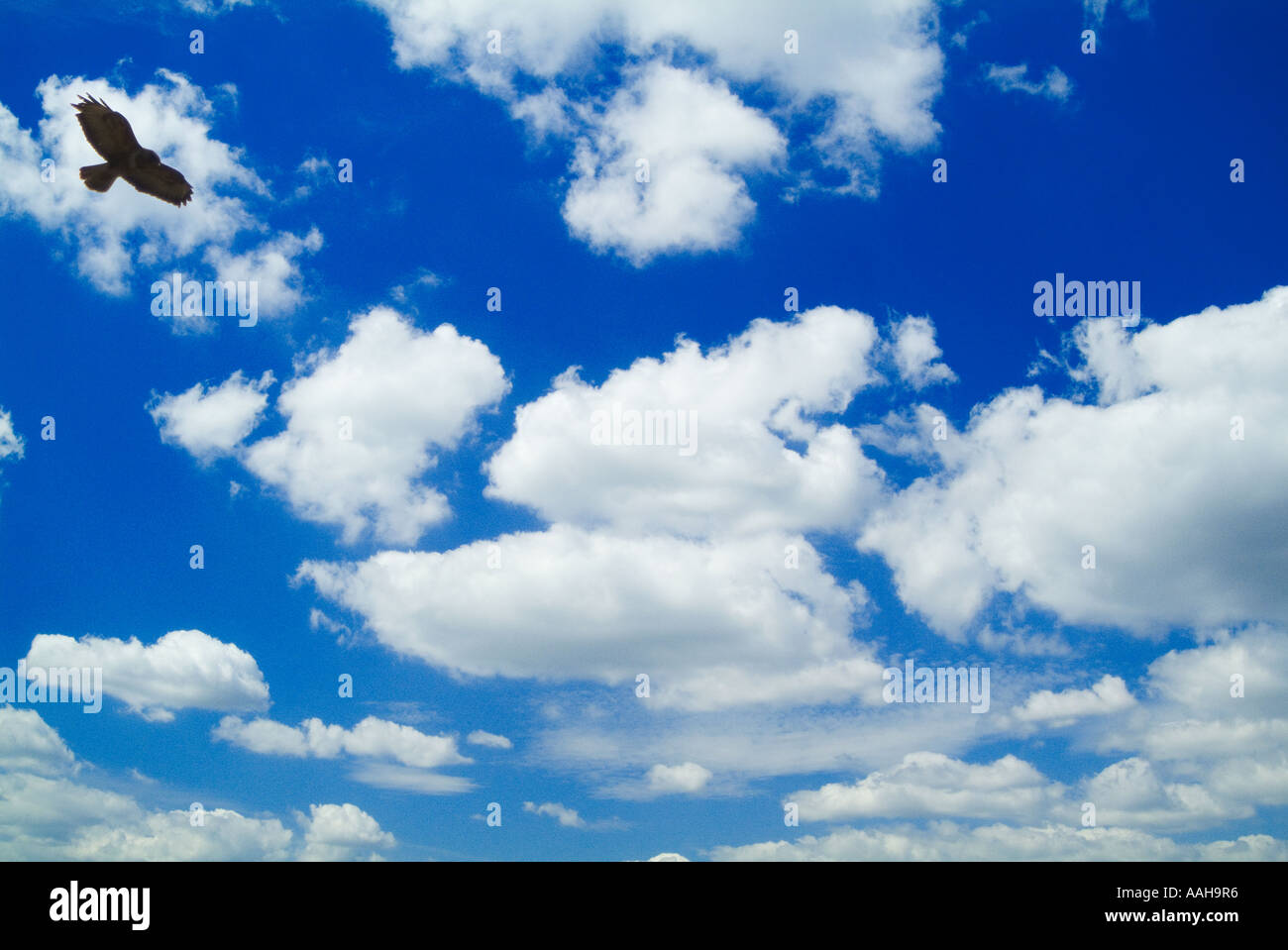 Swooping buzzard hi-res stock photography and images - Alamy