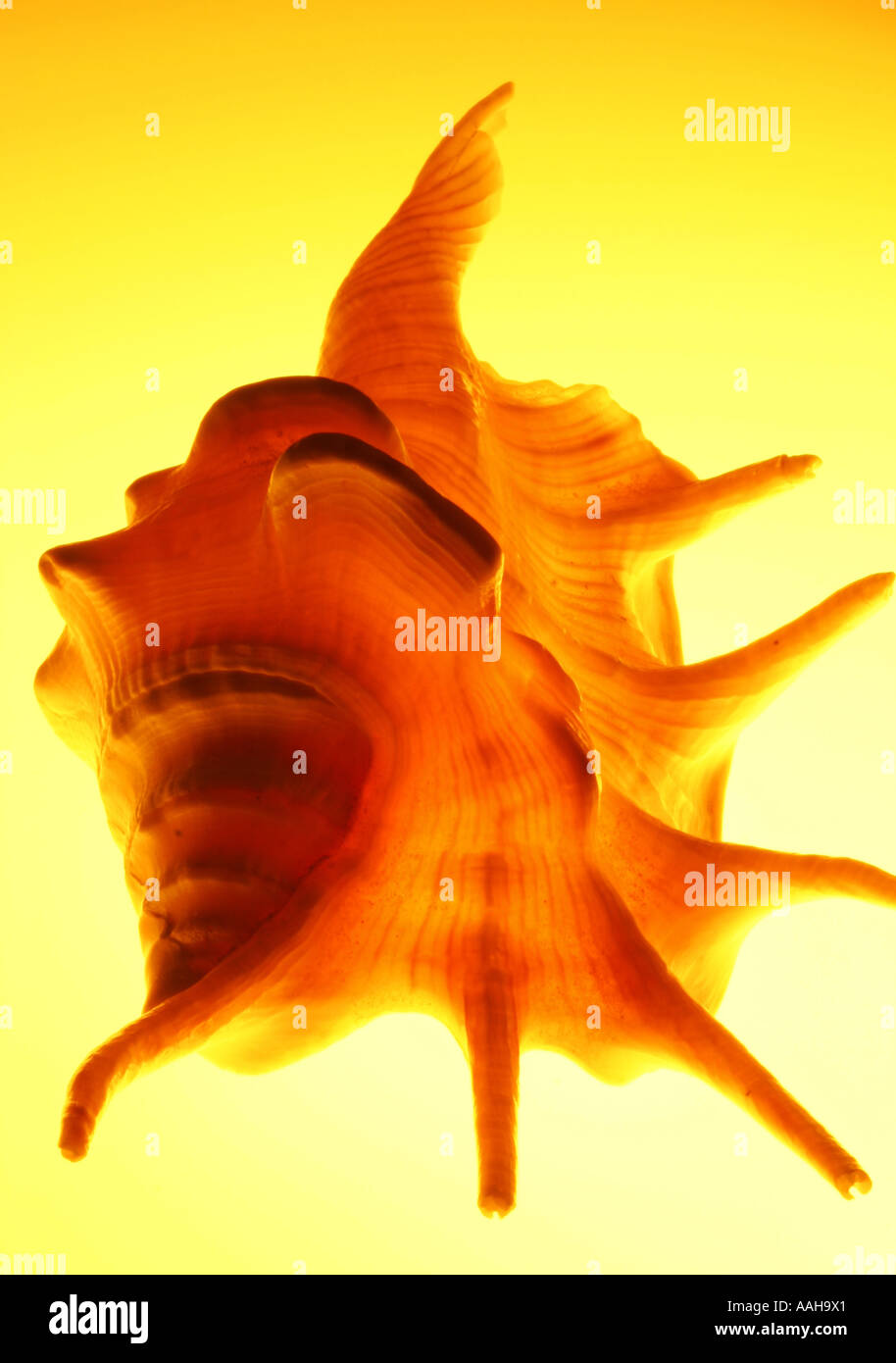 Translucent shell hi-res stock photography and images - Alamy