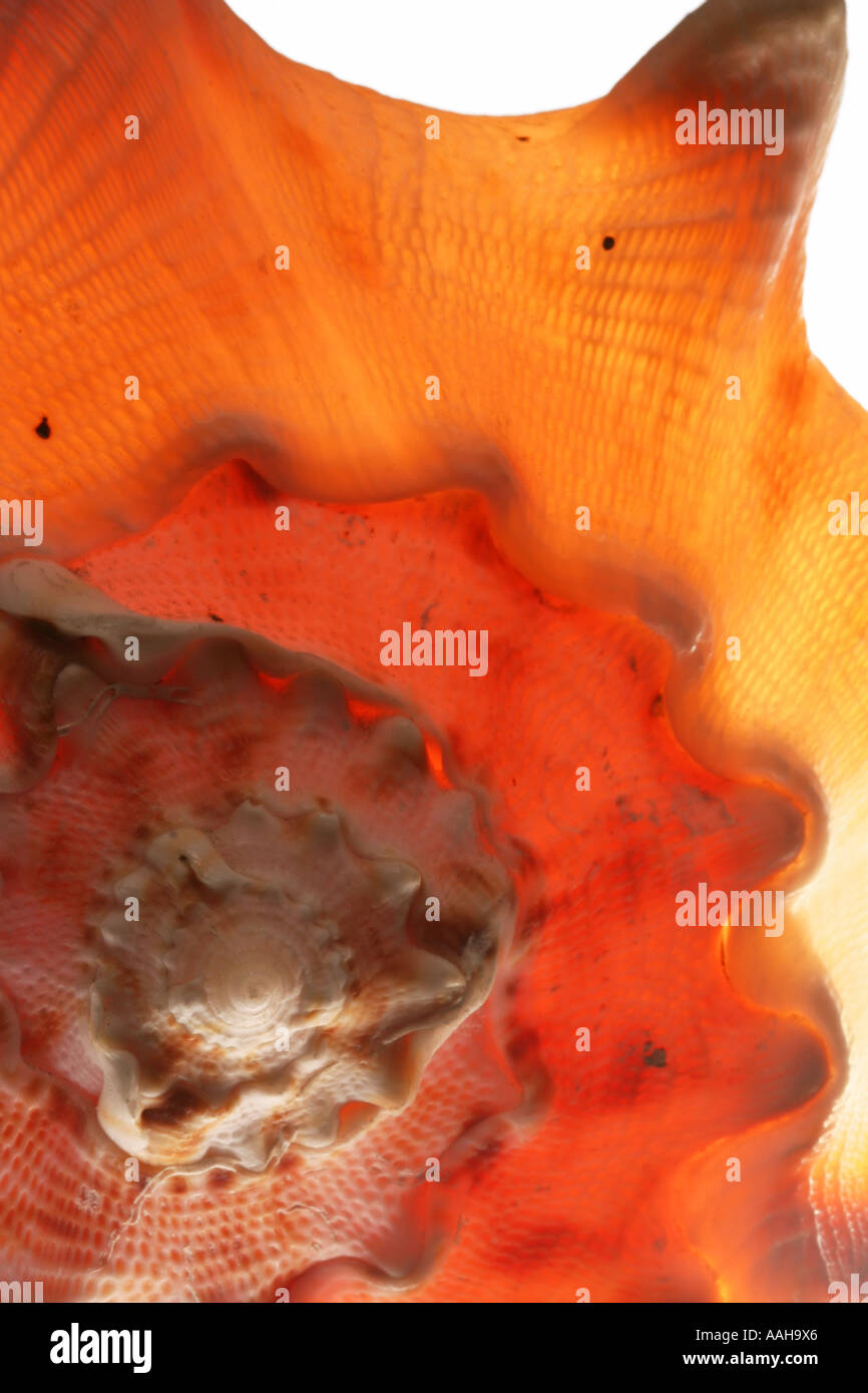 Translucent shell hi-res stock photography and images - Alamy