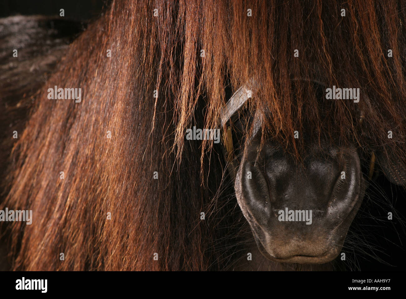 Long mane and forelock of a black Shetland Pony Stock Photo - Alamy