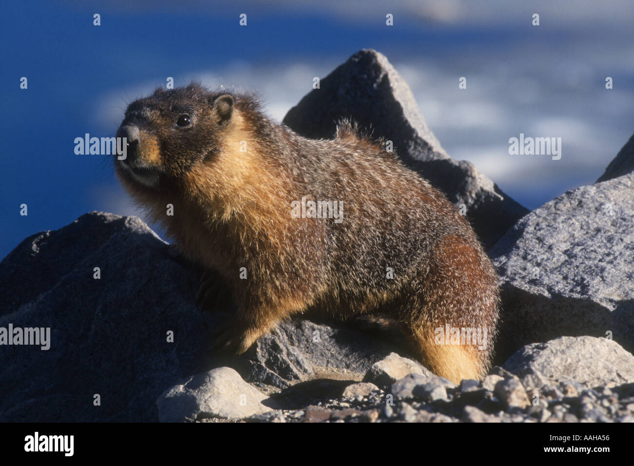 Marmot at Tioga Pass Stock Photo - Alamy
