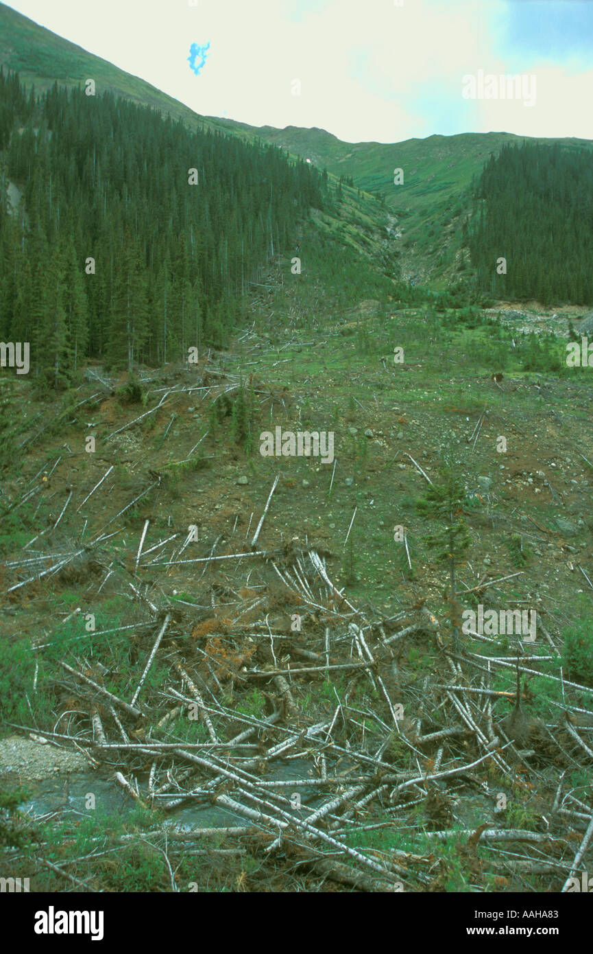 Avalanche chute damage in Colorado Rocky Mountains Stock Photo - Alamy