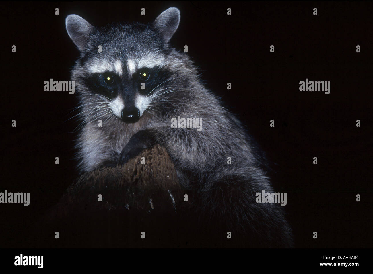 California raccoon hi-res stock photography and images - Alamy