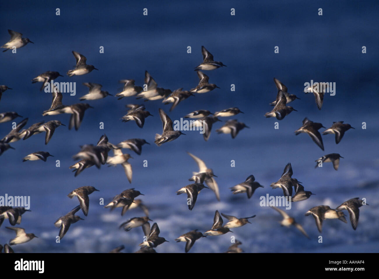 Dunlin flock taking off Stock Photo - Alamy