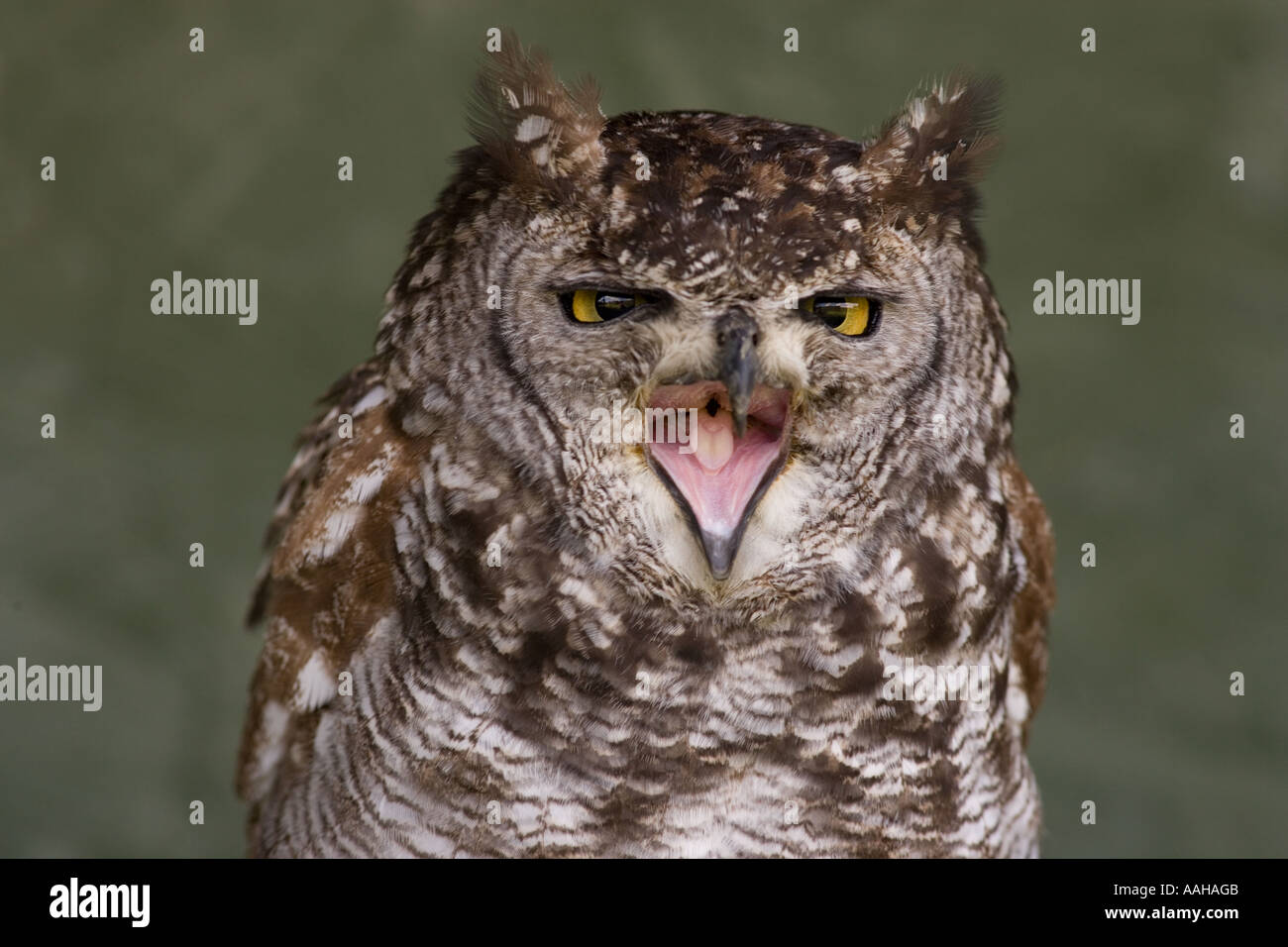 African Spotted Eagle Owl Bubo africanus Stock Photo - Alamy