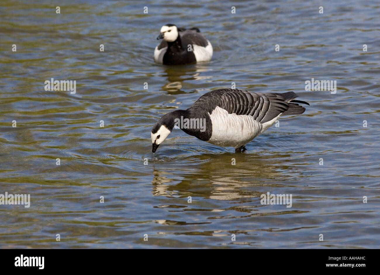 Common barnacle feeding hi-res stock photography and images - Alamy
