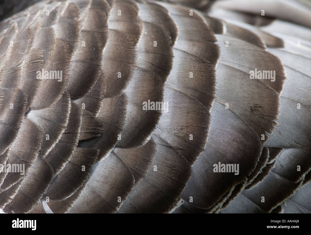 Large feathers hi-res stock photography and images - Alamy