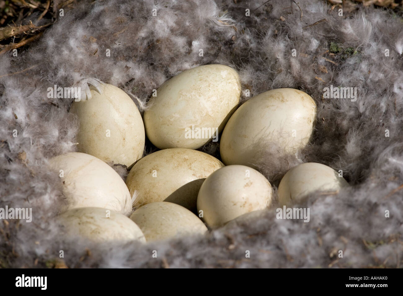 Barnacle Goose Branta leucopsis Nest & Eggs Stock Photo - Alamy
