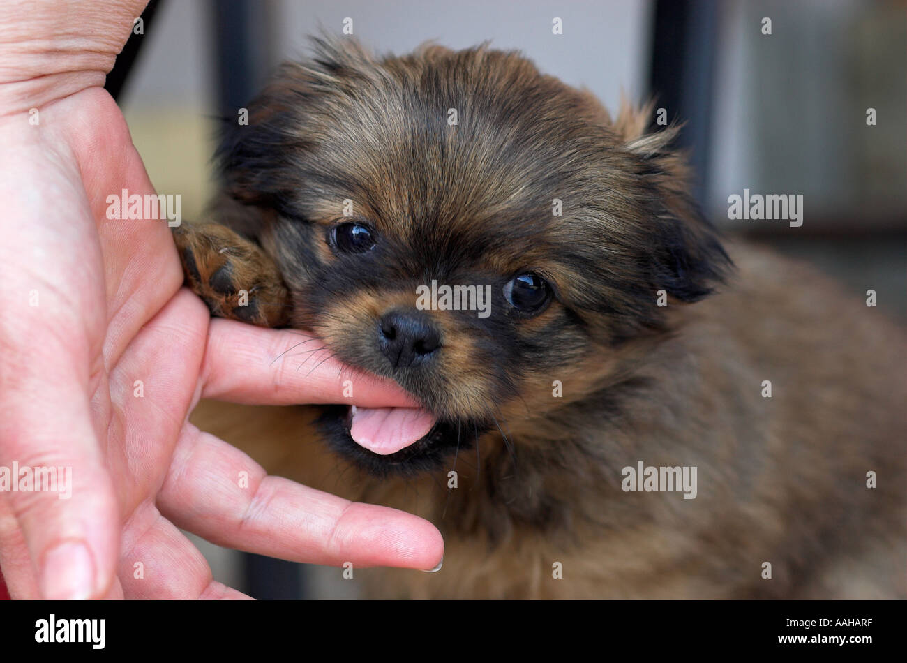 Puppy playing with human hand Stock Photo - Alamy